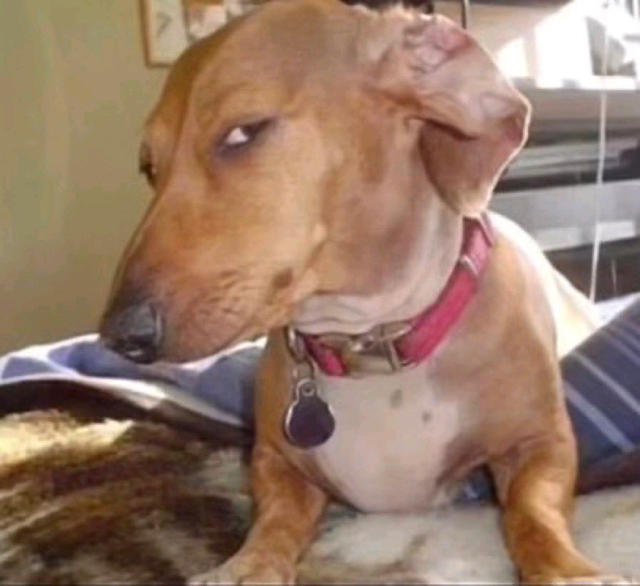 呸!!!噁心!!! https://video.twimg.com/ext_tw_video/1736372438211121152/pu ...