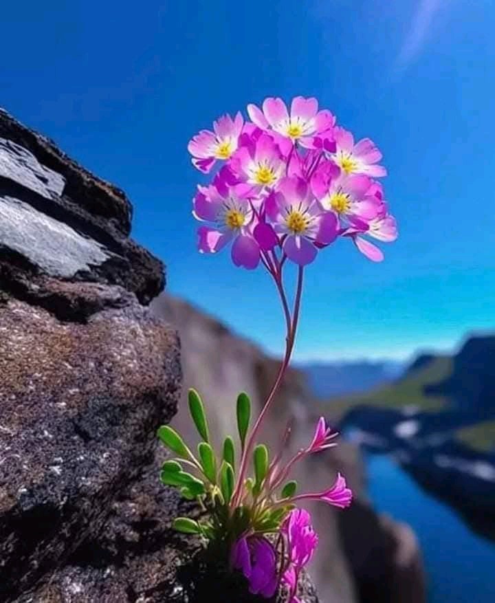 花朵 - 爆廢公社 | 爆料公社