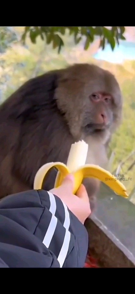 猴子：才不吃你吃過的香蕉呢🫢 - 爆笑公社 | 爆料公社