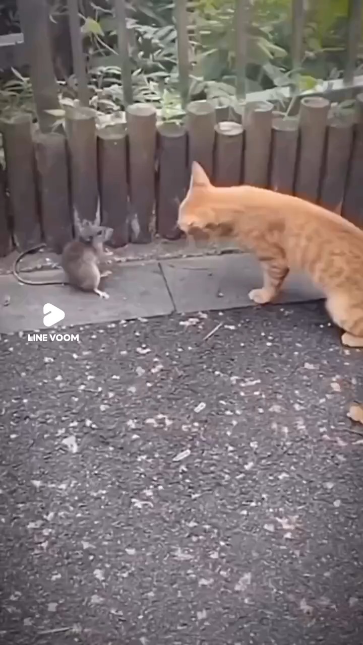 小貓別惹我！🤣 Don't mess with me, kitten!! https://img.bc3ts.net/video/post/upload ...